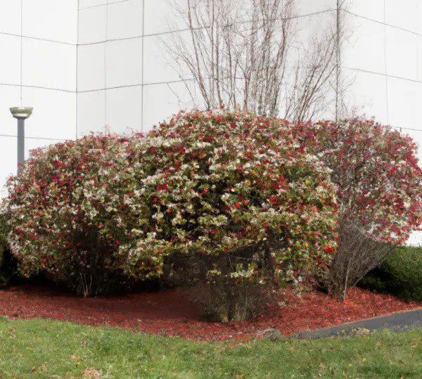 40 Tea Berry Shrub Seeds (Viburnum Cassinoides) Witherod Tea Leaf ...