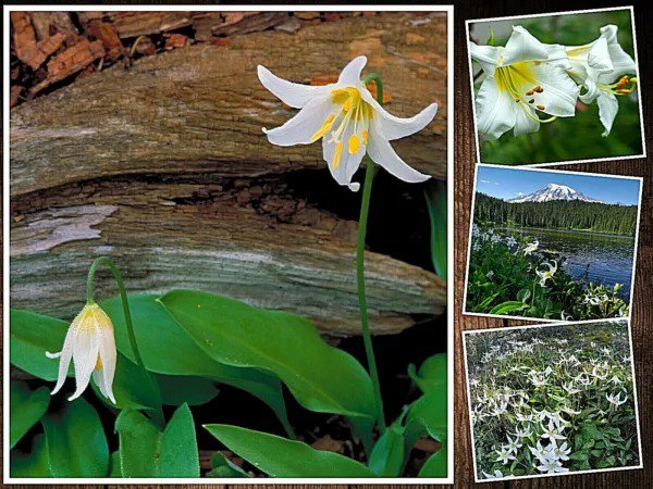 10 White Avalanche Lily Seeds (Erythronium Montanum) Perennial Flower ...