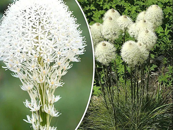 100+ Beargrass Seeds White Torch Lily (Xerophyllum Tenax) Tall Flower ...