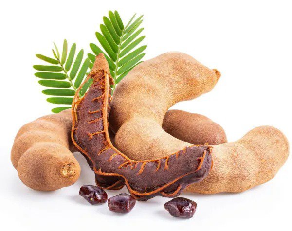 10 Tamarind Seeds (Tamarindus Indica) Tropical Edible Fruit Tree Fresh ...