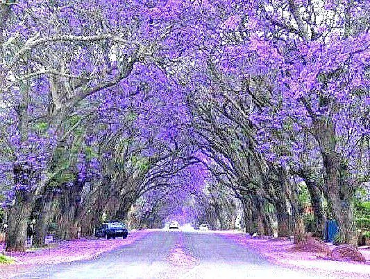 40 Purple Jacaranda Mimosifolia Seeds: Fastest Growing Flowering Tree ...