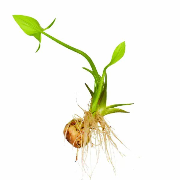 1000 Broadleaf Arrowhead Flower Seeds (Sagittaria Latifolia) Edible ...