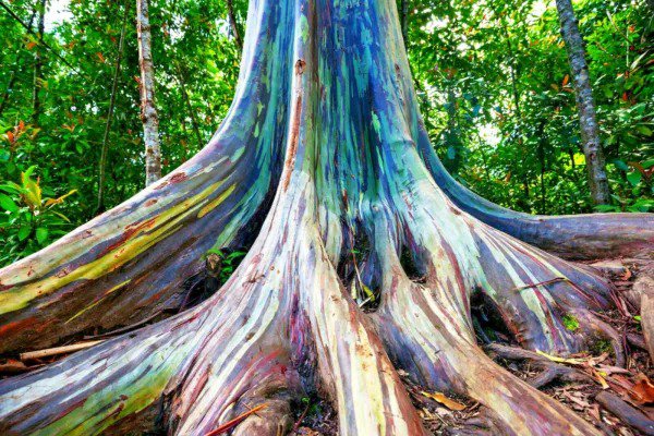 40 Rainbow Eucalyptus (E Deglupta) Gum Tree Seeds * * Fresh Garden
