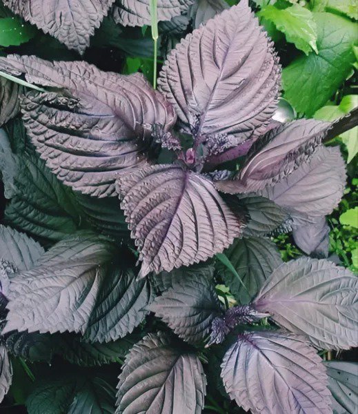 Purple Shiso Seeds Perilla Japanese Basil Red Mint Non Gmo 500 Seeds ...