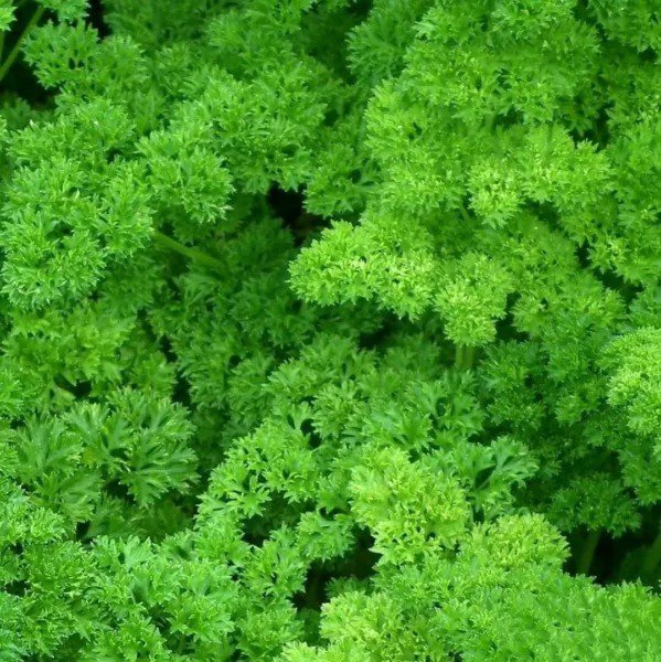 500+ Moss Curled Parsley Seeds High Yielding Strain Subtly Flavored ...