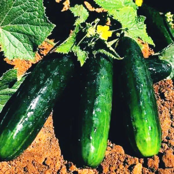 25 Spacemaster 80 Cucumber Seeds Great For Container And Small Spaces ...