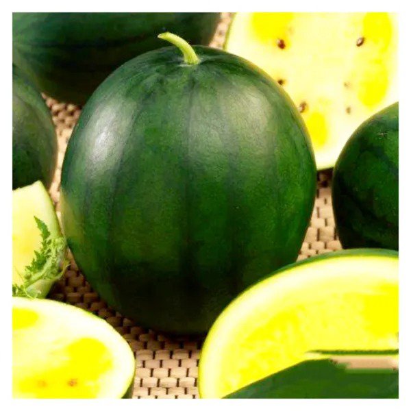 10+ Black Diamond Yellow Belly Watermelon Seeds Non Gmo Heirloom Giant ...