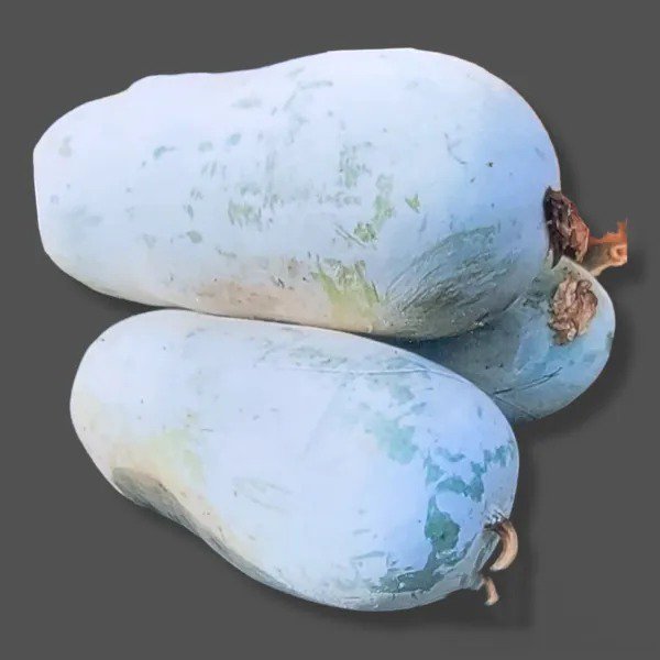 10 Wax Gourd Fuzzy Winter Melon Oblong Seeds Non Gmo Fresh Garden