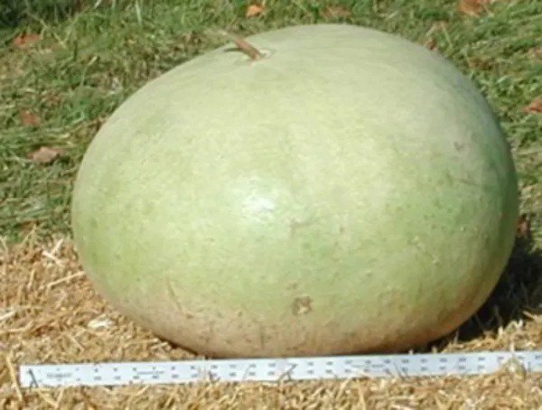 5 Giant Bushel Gourd Seeds Ornamental Art And Craft Up To 100 Pounds ...