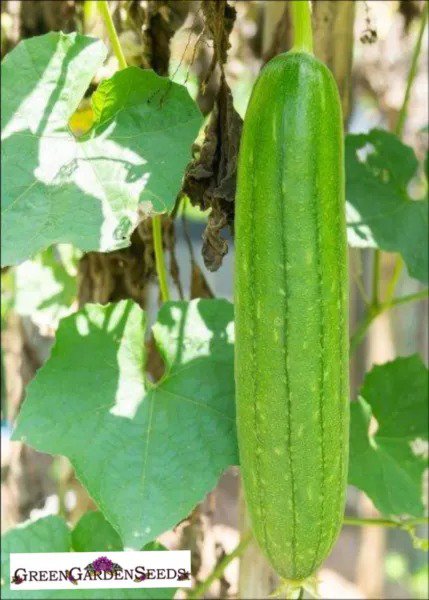 Emerald Hybrid 5 Seeds Luffa Loofah Sponge Ridge Gourd Seeds Fresh Garden