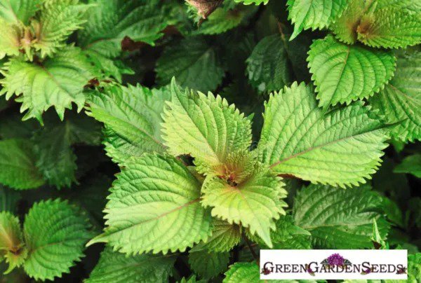 Korean Shiso Perilla Seeds Kkaennip Gaennip Mint Basil Asian Seed 300 ...