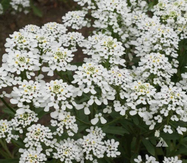 Candytuft Empress Rocket Seeds 250+ Annual Flower Iberis Amara Fresh Garden