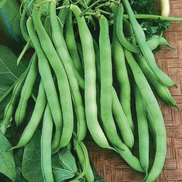 Provider Bean Seeds 50 Ct Bush Green Vegetable Heirloom Fresh Garden