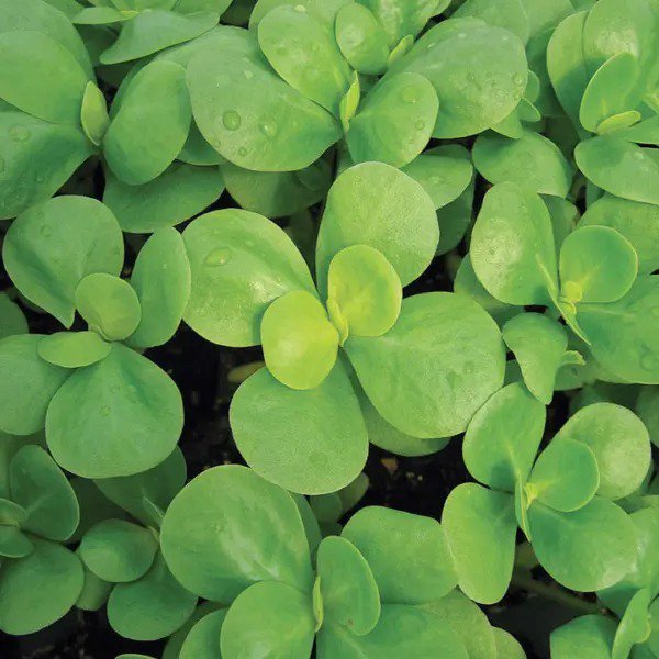 Green Purslane Seeds 500+ Portulaca Olerace Sativa Herb Edible Duckweed ...