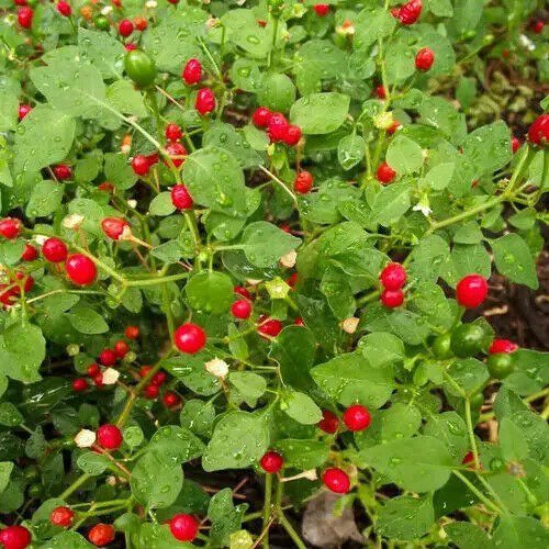 Pequin Pepper emillas De Chile Piquin 20 Seeds Semillas De Chipil ...
