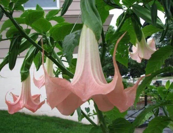 10 Frilly Pink Angel Trumpet Seeds Flowers Seed Brugmansia Datura 647 Fresh
