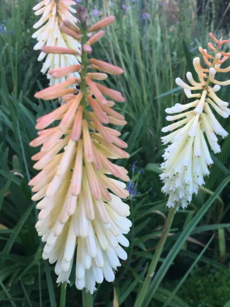 25 Toffee Nosed Torch Lily Hot Poker Flower seeds 895 Fresh