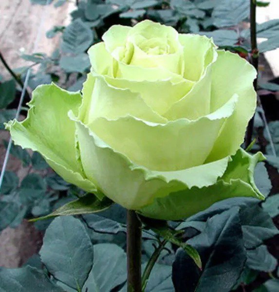 10 Light Green Rose Seeds Flower Bush Blooms Shrub Flowers Seed 1267 Fresh