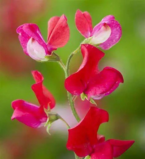 25 King Edward Sweet Pea Seeds Flowers Seed Flower Annual Bee Butterfly ...