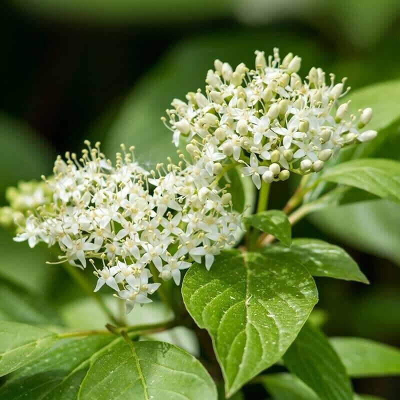 Cornus Sanguinea | Bloodtwig Dogwood | Compressa | 10 Seeds