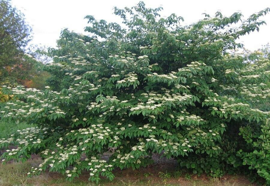 Cornus Alternifolia | Green Osier | Alternate Leaf Dogwood | 5 Seeds