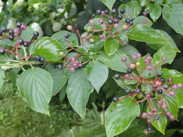 Cornus Alternifolia | Green Osier | Alternate Leaf Dogwood | 5 Seeds