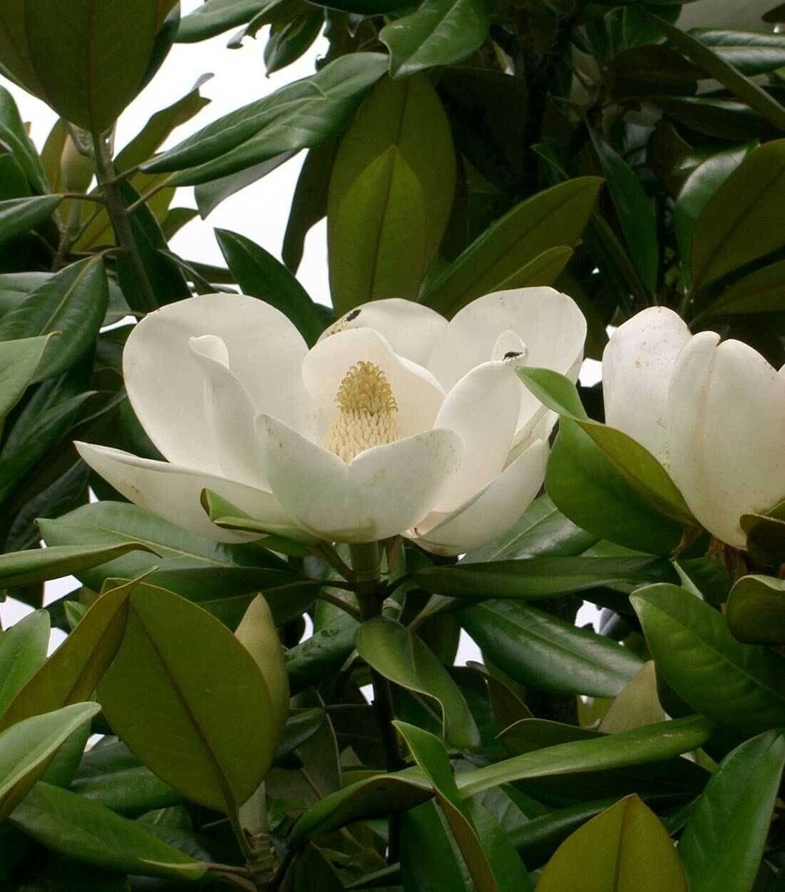 Magnolia Grandiflora | Southern Magnolias | Bull Bay | 10 Seeds
