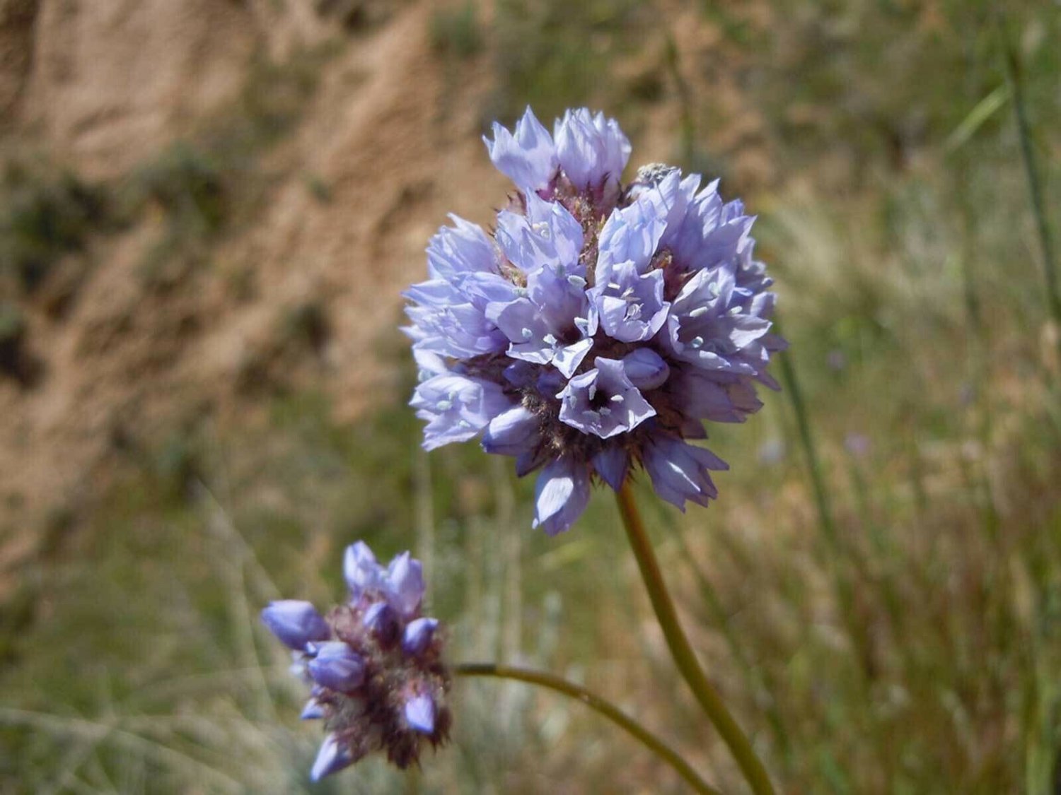 Gilia Capitata | Queen Annes Blue Thimble Flower | 100 Seeds