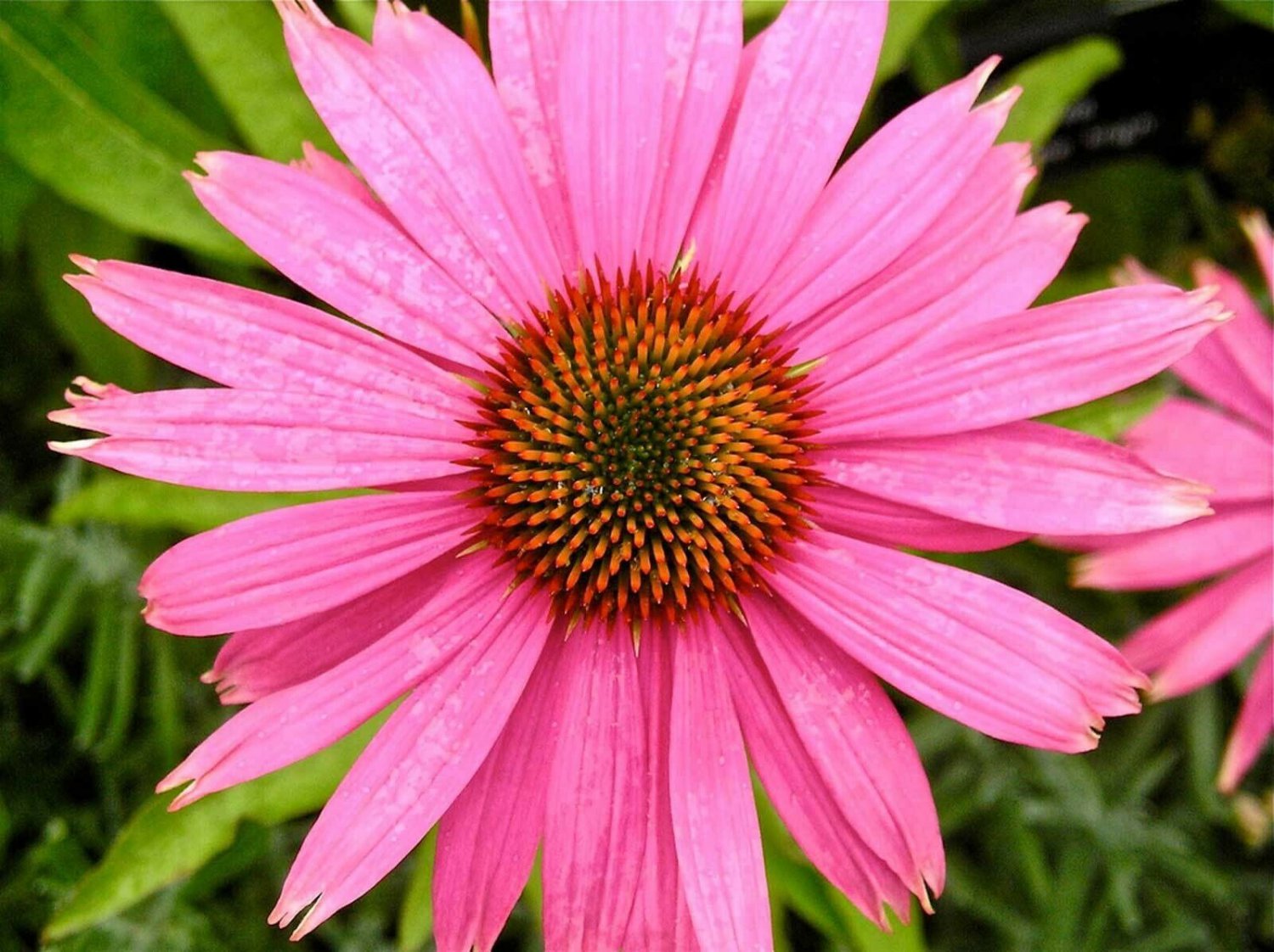 Echinacea Purpurea | Eastern Purple Coneflower | 200 Seeds