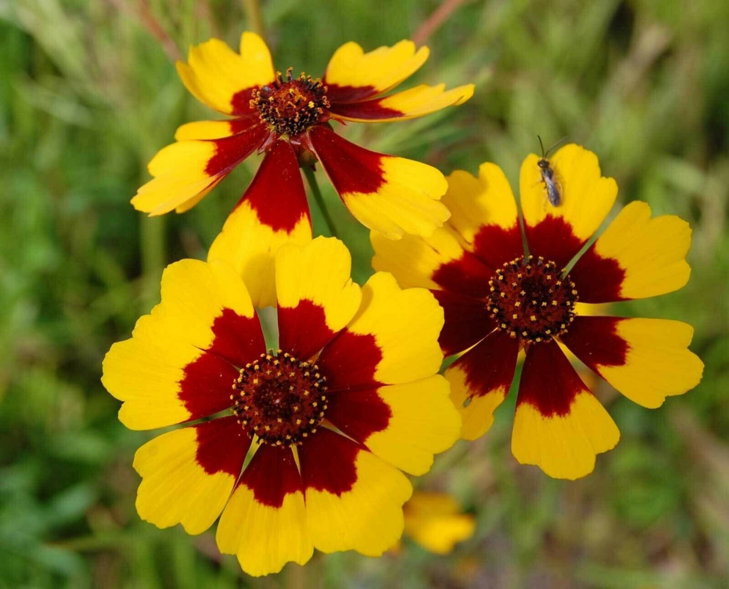 Coreopsis Tinctoria | Calliopsis | Tickseed | 200 Seeds
