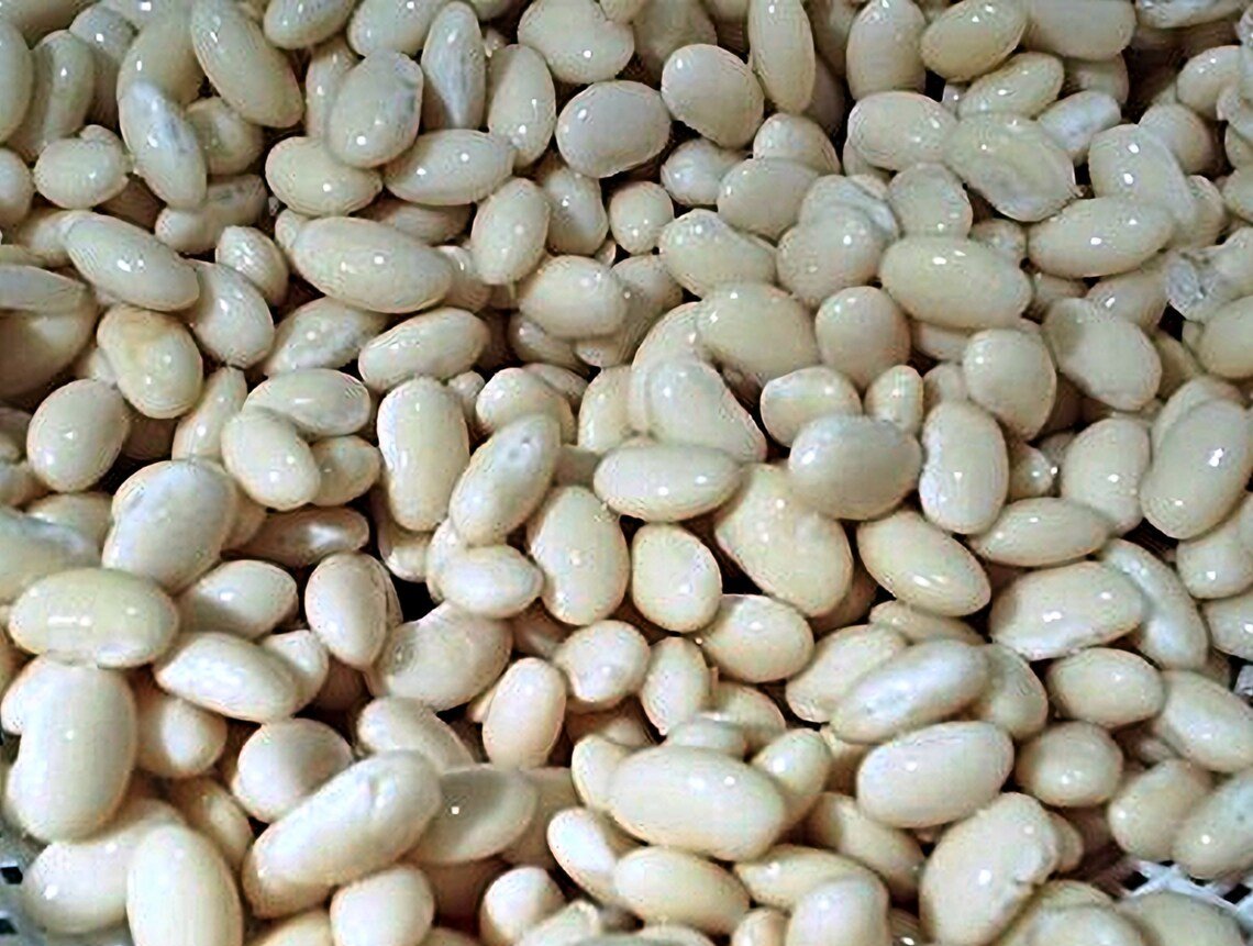 Navy Dry Shell Bean Heirloom Open Pollinated 200 seeeds