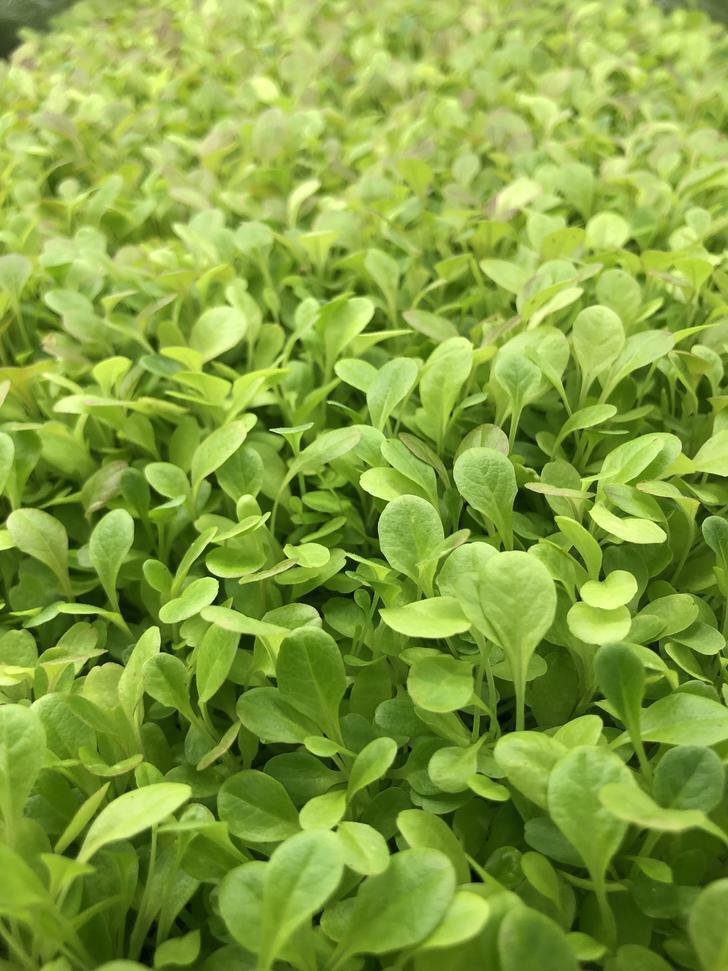 900 seeds mini pack Vegetable Micro Lettuce Microgreens Lettuce Webbs ...