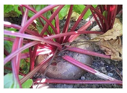 300 seeds mini pack Vegetable ape Beetroot BOLTARDY