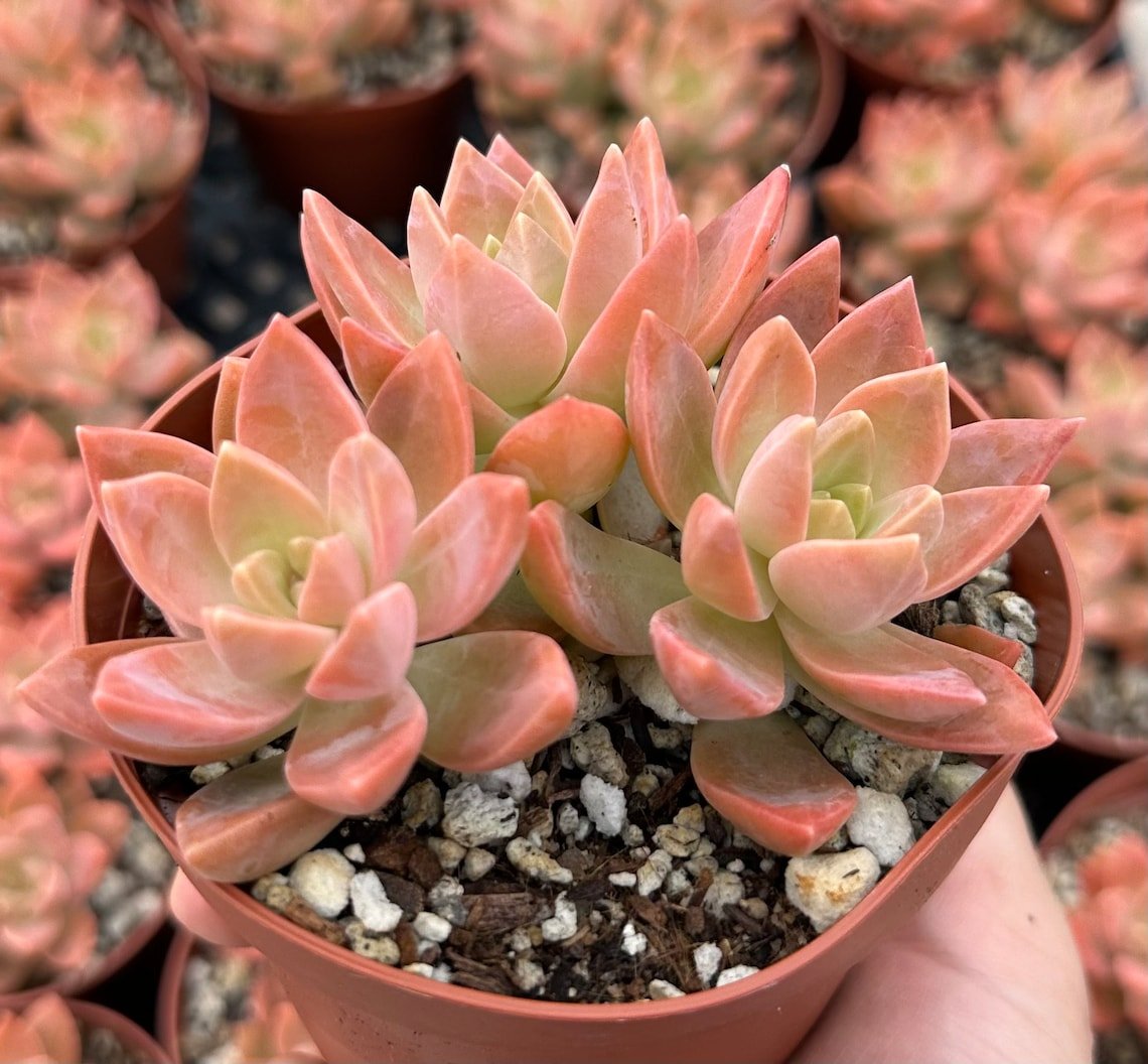 2' California Sunset Graptosedum Alpenglow Pink Succulent in pot