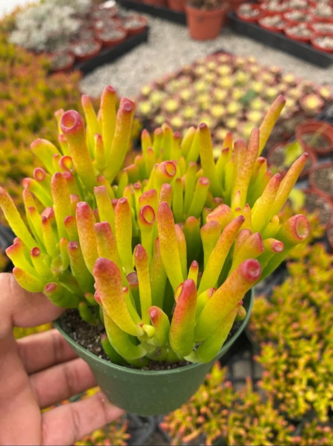 4 in Crassula Gollum/Ovata Shrek ear succulent Jade in pot