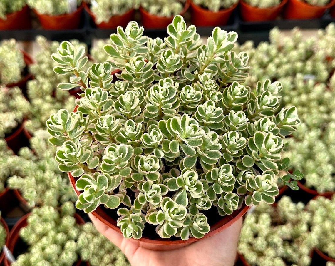 4 in Two-row Stonecrop Dragon ins Blood Sedum Spurium in pot