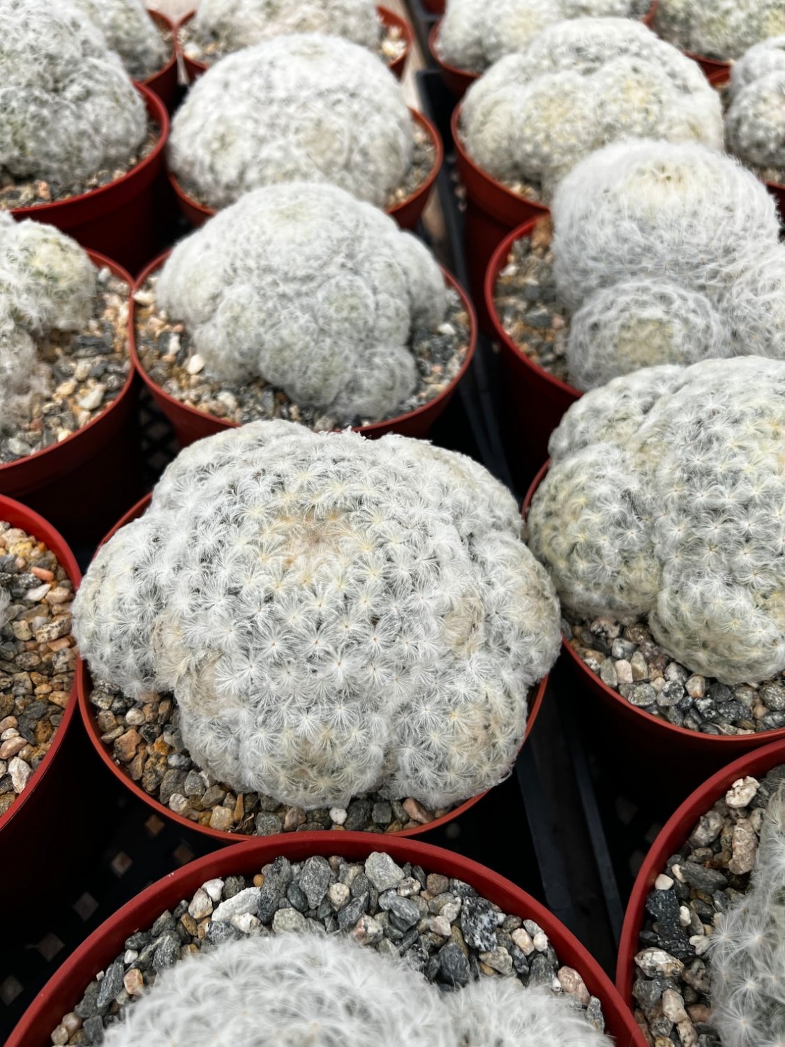 6 in Mammillaria Plumosa Feather in 6 in White Furry Rare pot
