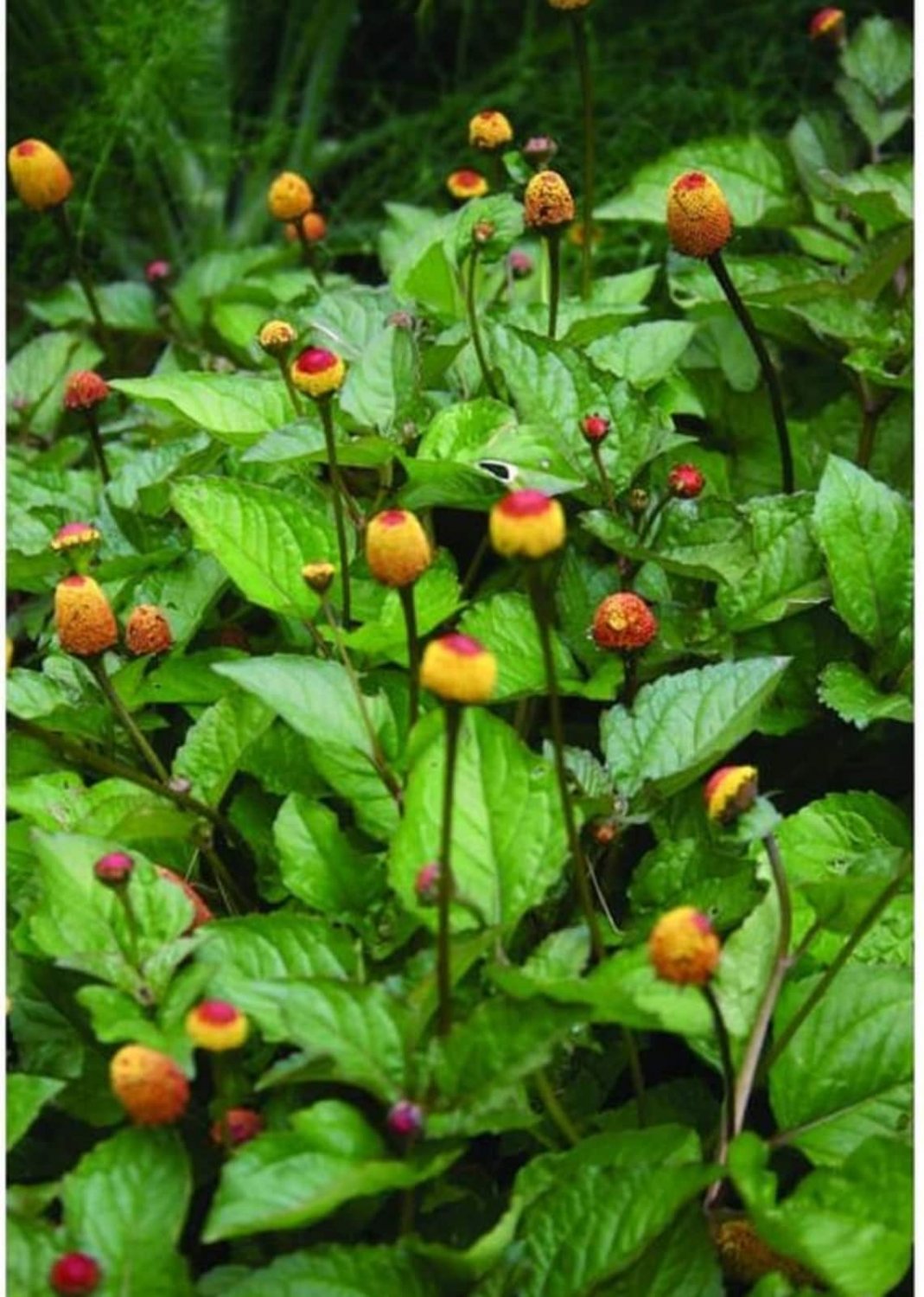 Toothache Plant {Spilanthes Acmella Oleracea} Organic Herbal 40+ Seeds