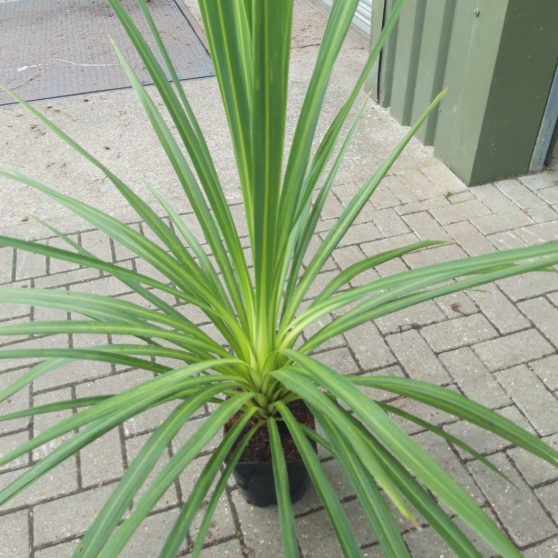 Blue Dracaena {Cordyline Indivisa (Australis)-Hort} Tropical Beauty 10 ...