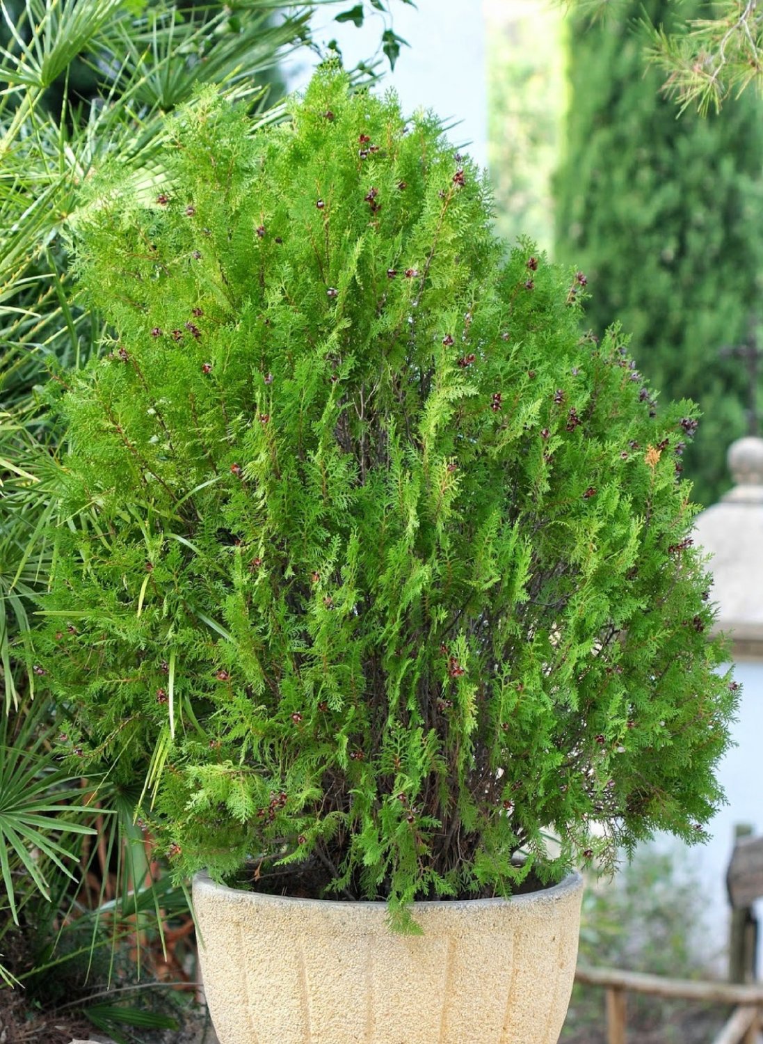 Biota Dwarf Thuja {Platydadus Orientalis Compacta} Vibrant Green 10 Seeds