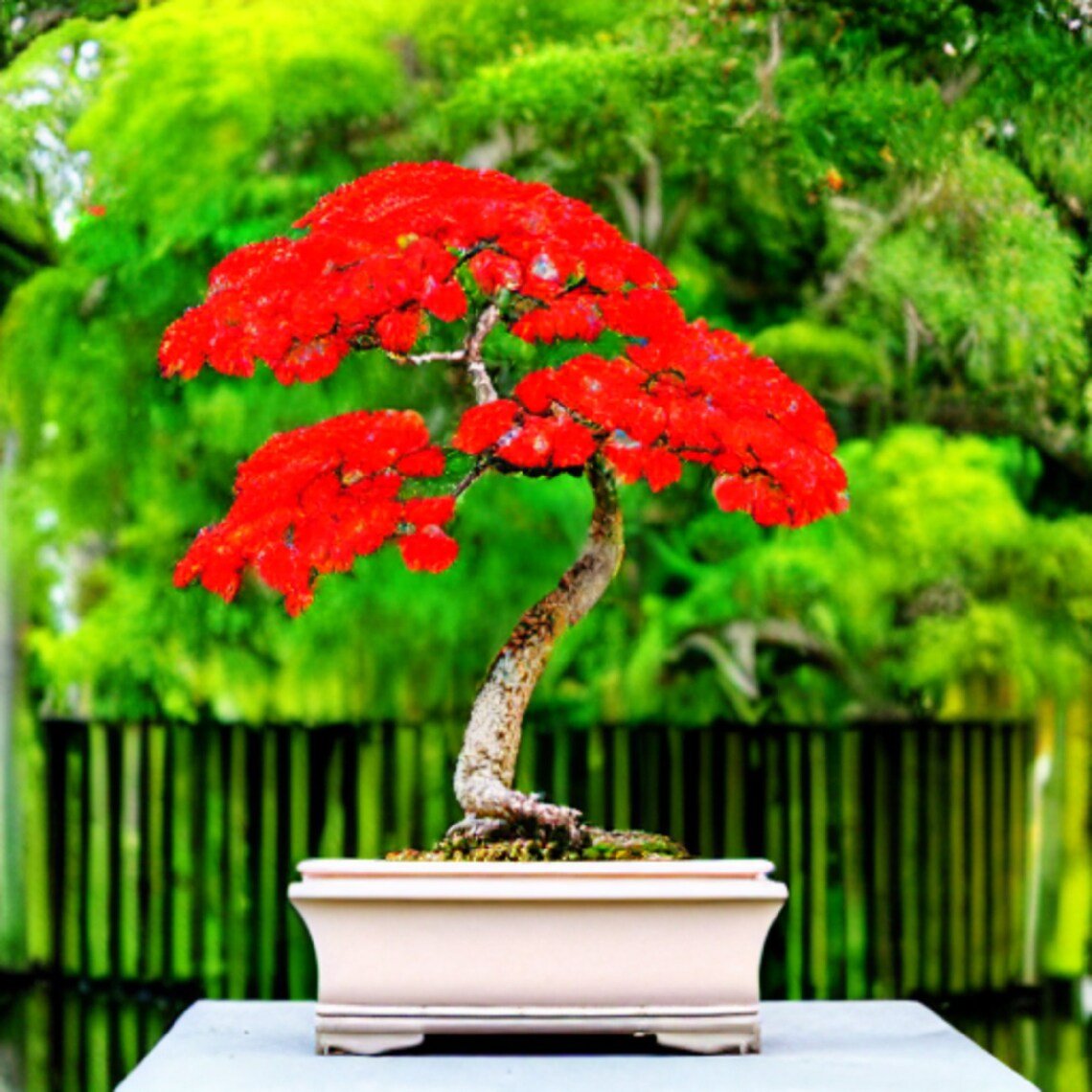 Red Flame Tree {Delonix Regia} Hardy Ornamental 5 Seeds