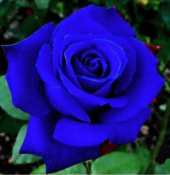 5 seeds Blue Rose Flower Seeds Garden