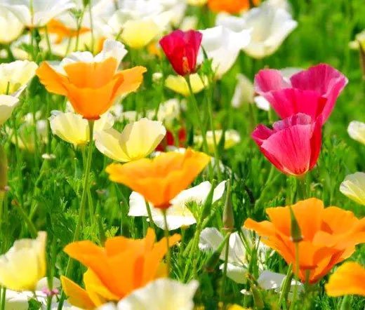 50 Seeds Aubrieta Rock Cress Cascade Purple Aubrieta Superbissima Usps ...