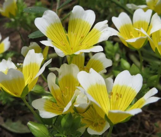 50 Seeds Aster Alpine White Aster Alpinus Usps Shipping