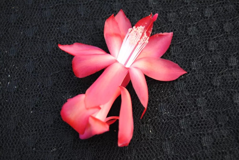 Bolero Schlumbergera Truncata Christmas Cactus Small Rooted Starter Plant