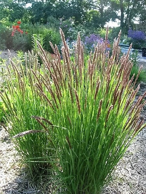 20 Seeds RED SPIRE MELIC GRASS Purple Melica Transsilvanica Flower