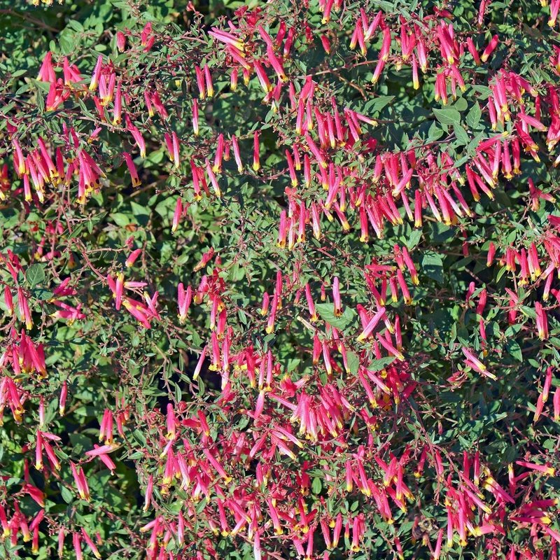 10 Seeds ROSE CIGAR PLANT Mexican Firecracker Cuphea Ignea Pink Yellow ...