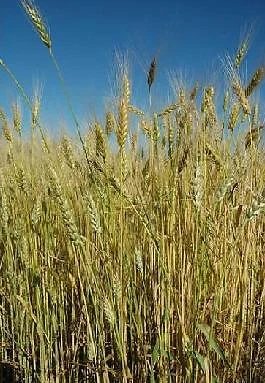 Wheat Ornamental Wheat Grass 1,000 seeds