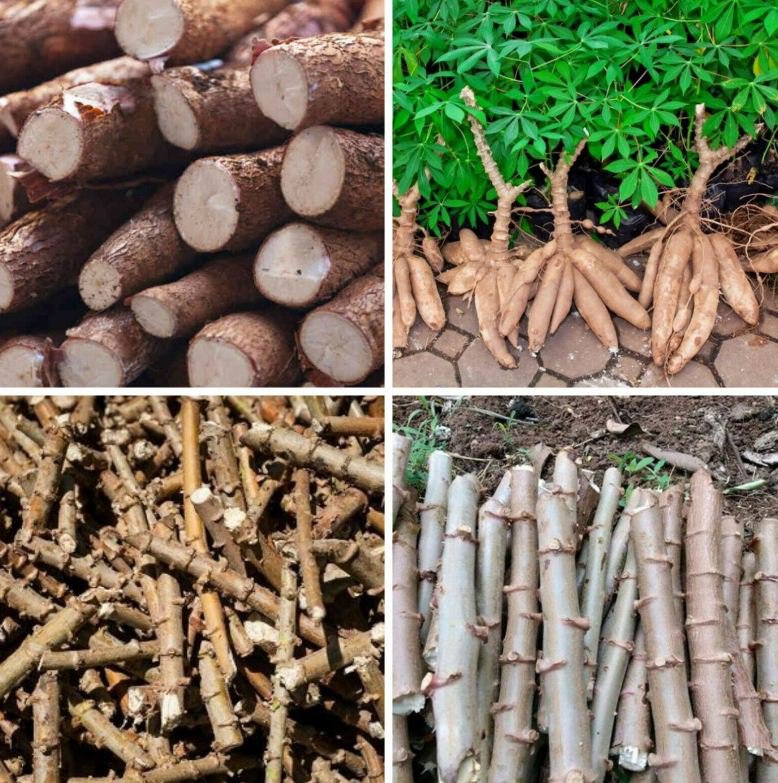 Organic Cassava Cutting Fresh Stems Yuca Manihot Esculenta Manioc ...