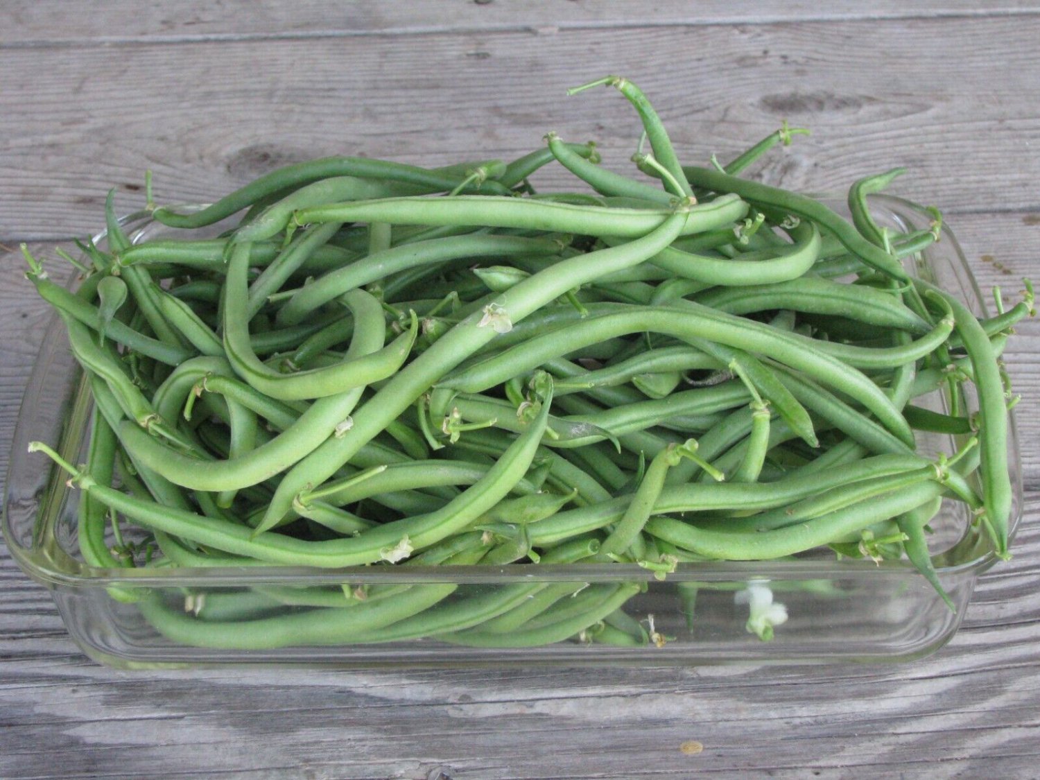 Jade Bush Green Bean Seeds, Stringless, NON-GMO, FREE SHIPPING
